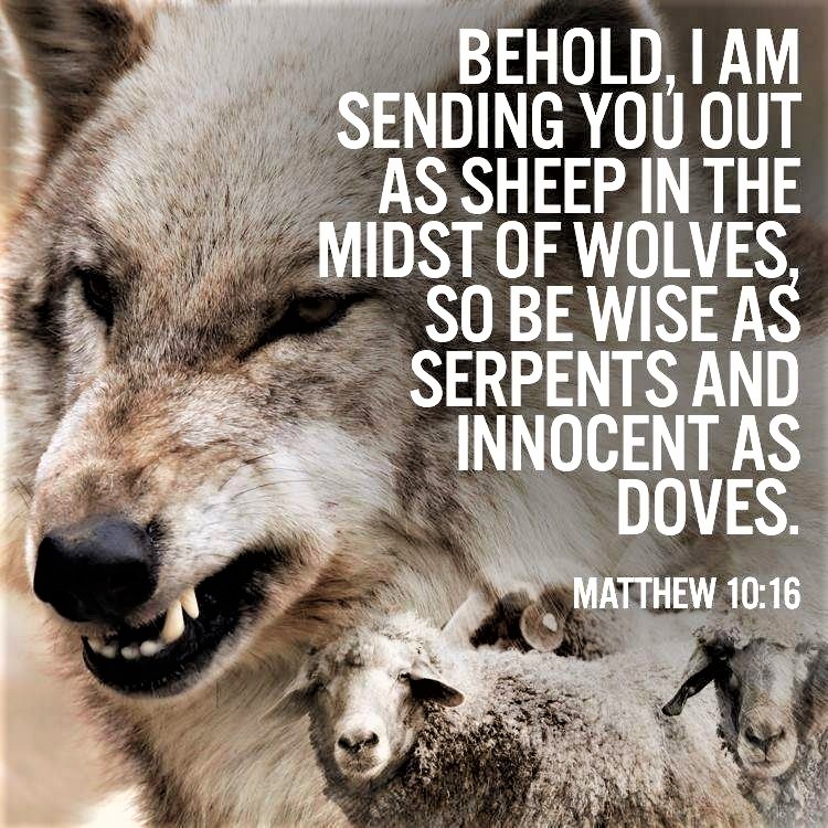 Caution! Some beloved Christian VIPs navigate the sheep down the ...